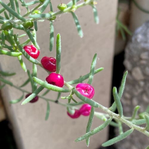 Ruby Saltbush (Enchylaena tomentosa )