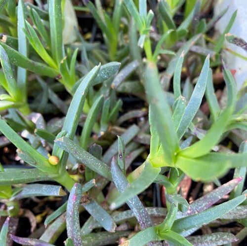 Pigface Inland ( Carpobrotus modestus)