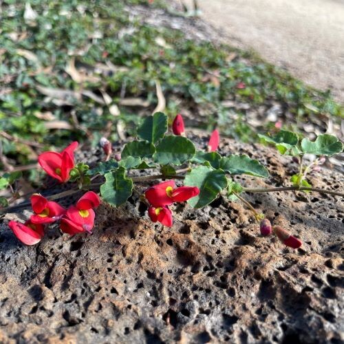 Running Postman (Kennedia prostrata)