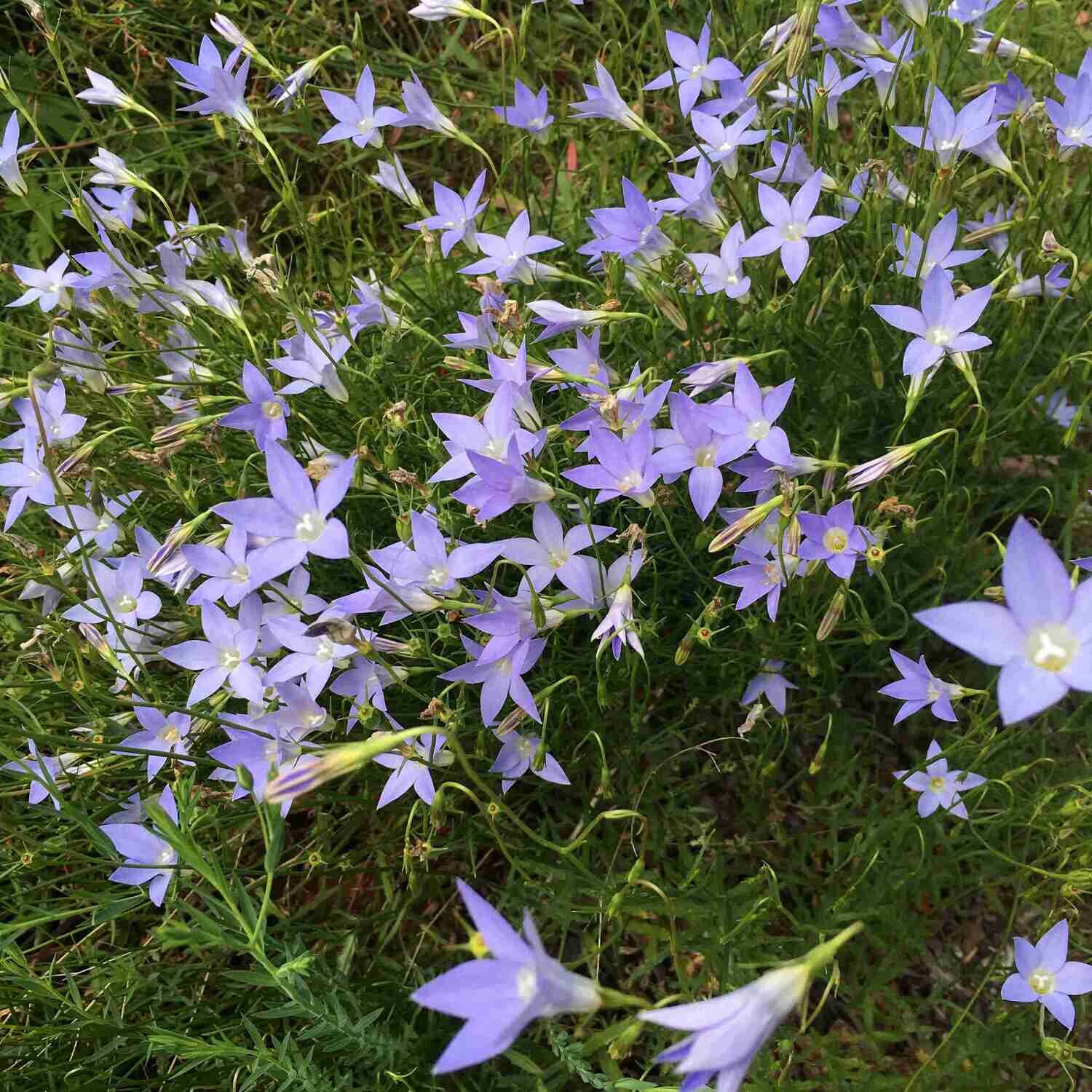 Native Bluebell (Wahlenbergia capillaris)