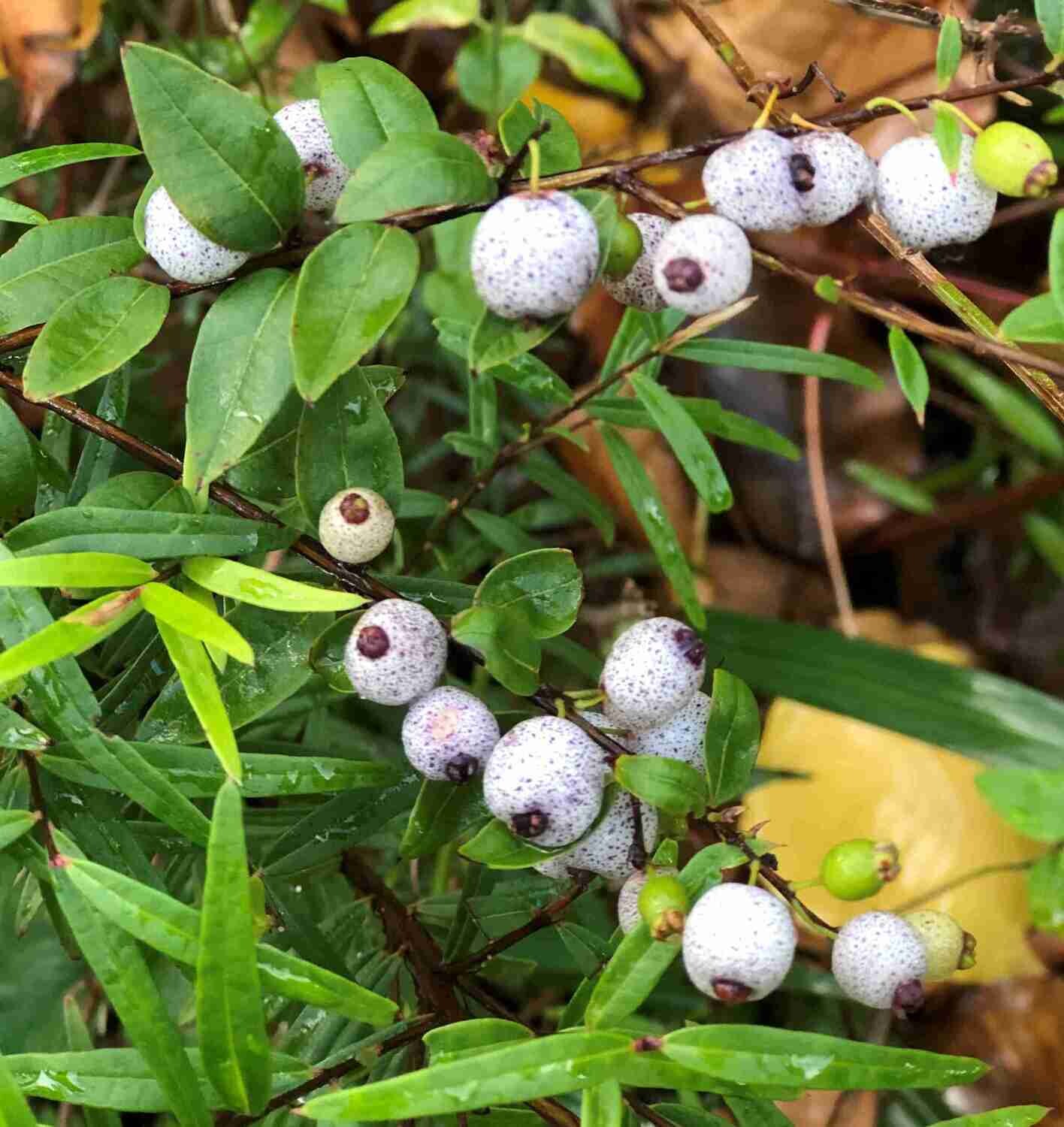 Apple berry plant (Billardiera scandens)