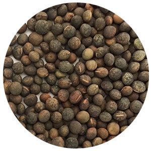 Vetch, Common | Center Seeds » Vetch, Common