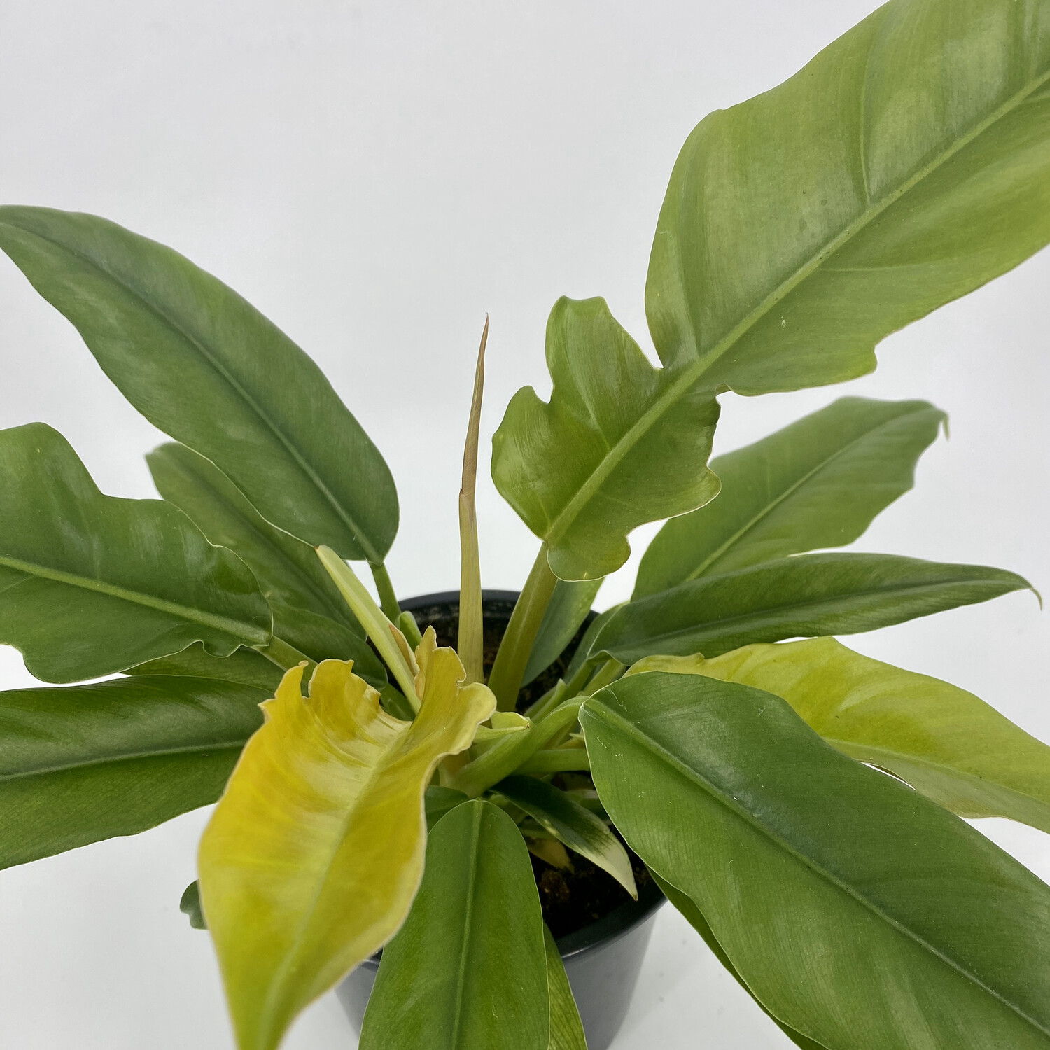 PHILODENDRON
