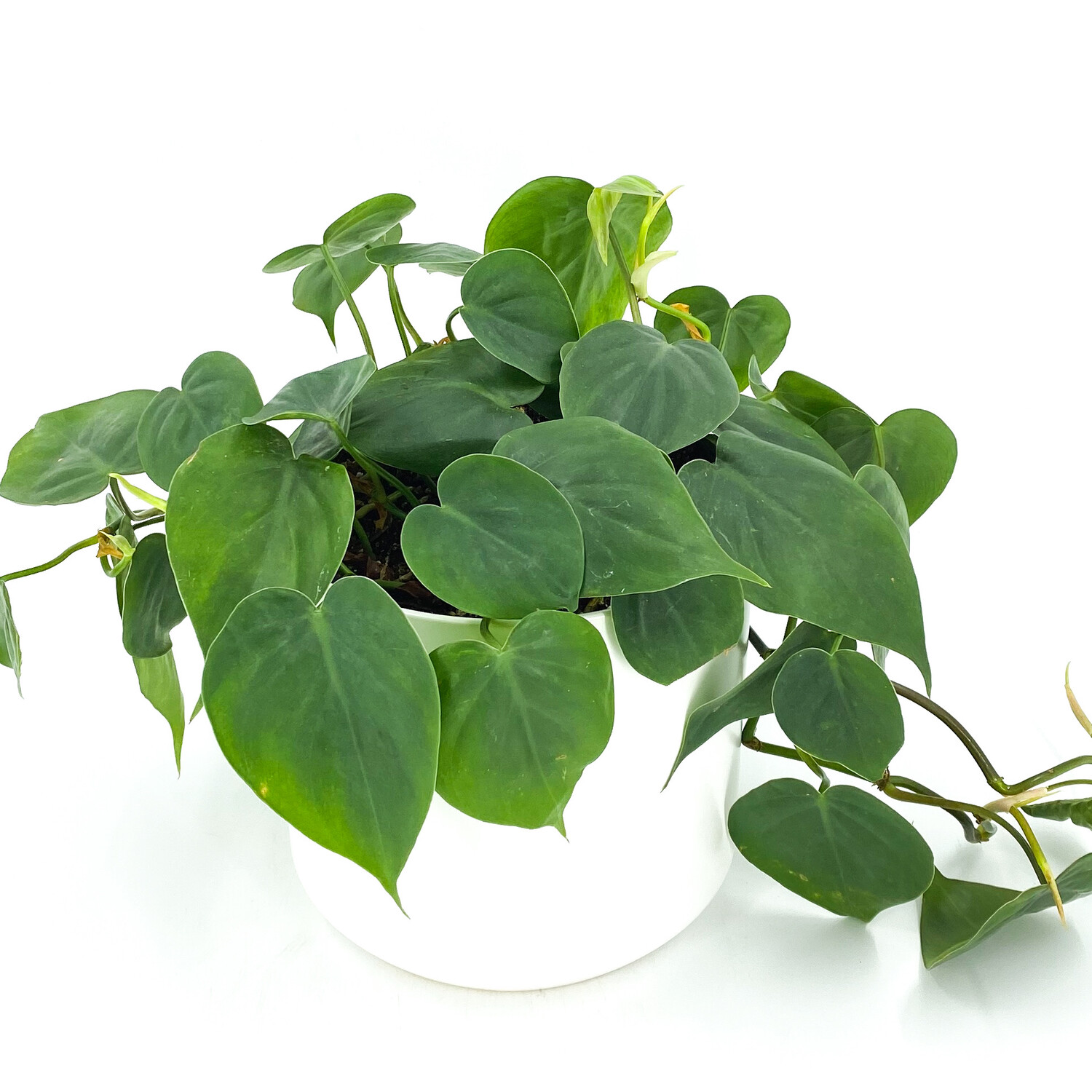 PHILODENDRON CORDATUM