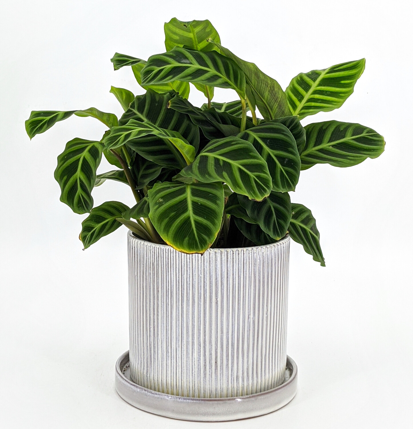 CALATHEA IN CURIO POT