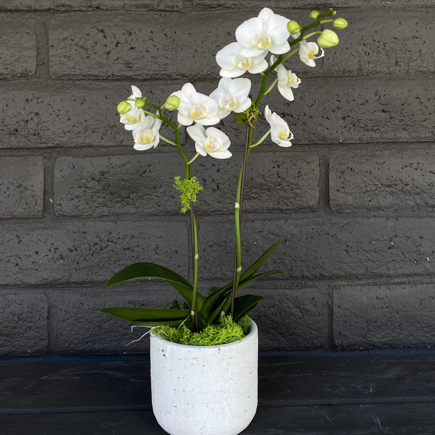 MINI PHALAENOPSIS ORCHID: WHITE