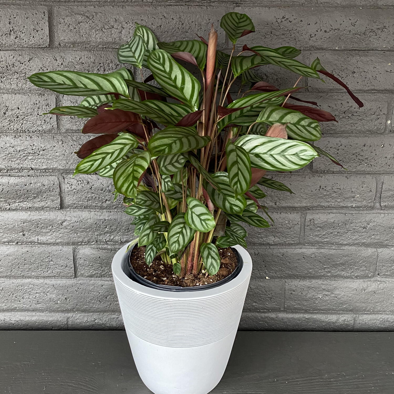 LARGE CALATHEA IN CERAMIC POT