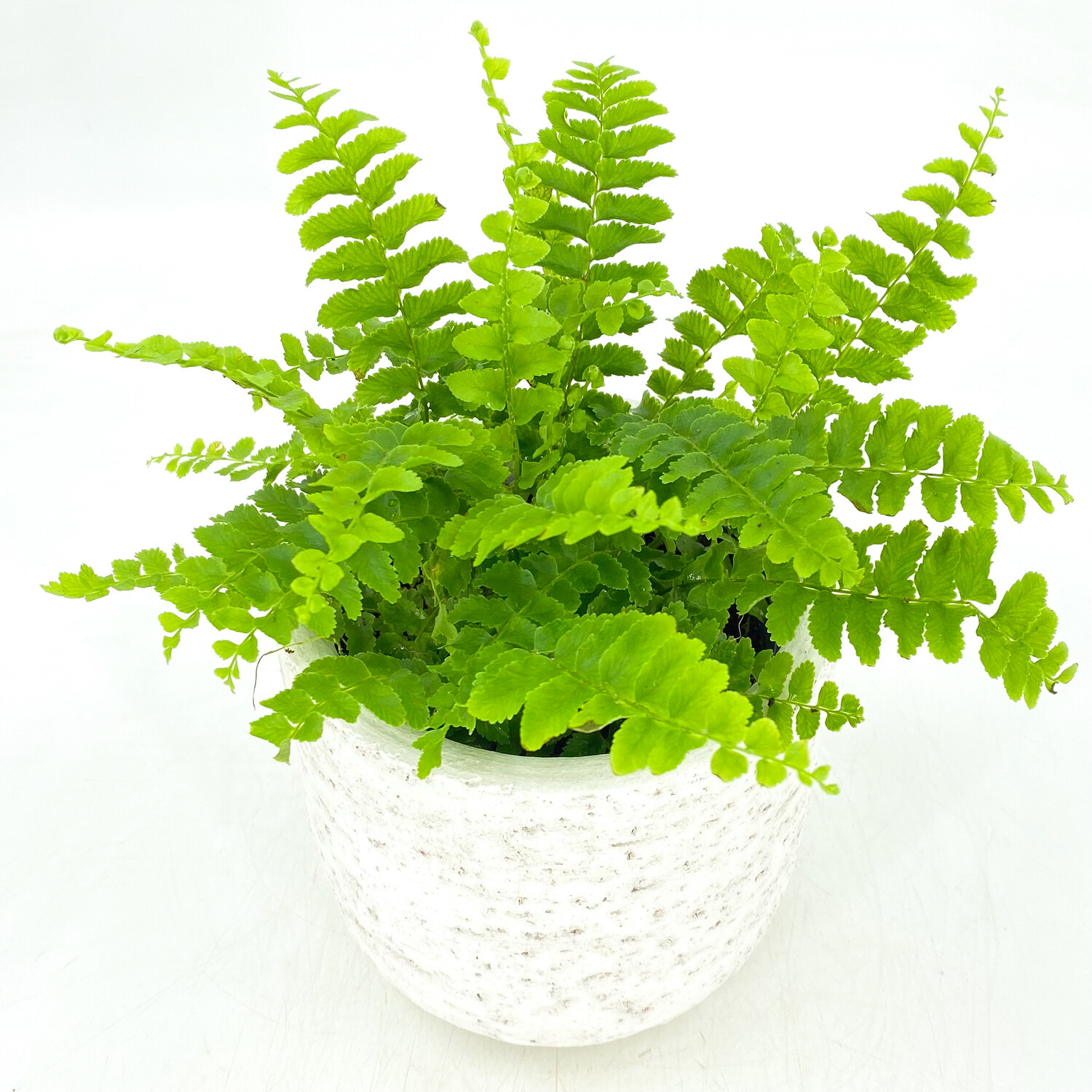 4" FERN IN POT