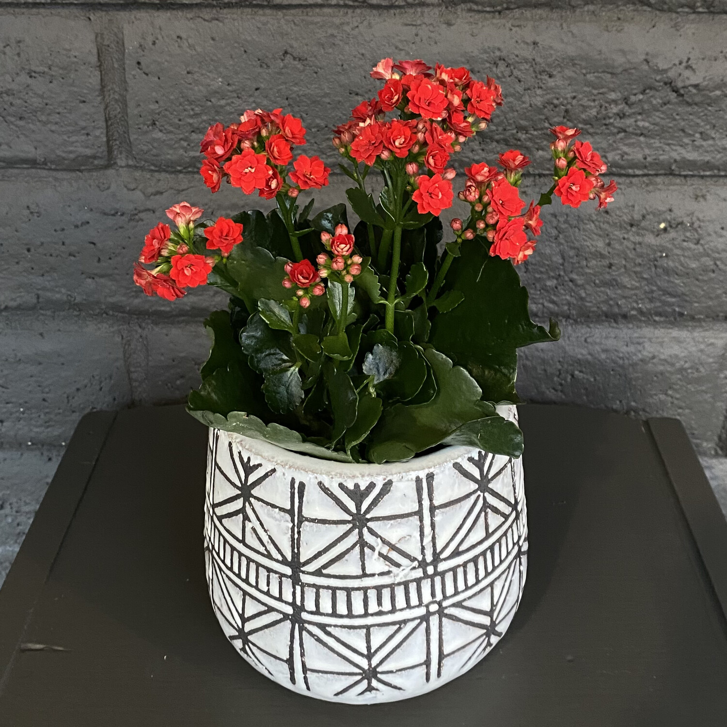4" RED KALANCHOE IN GEOMETRIC POT