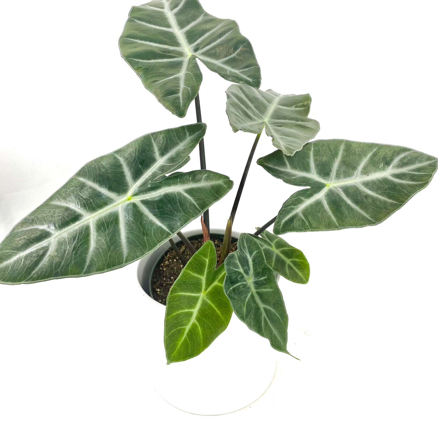 ALOCASIA