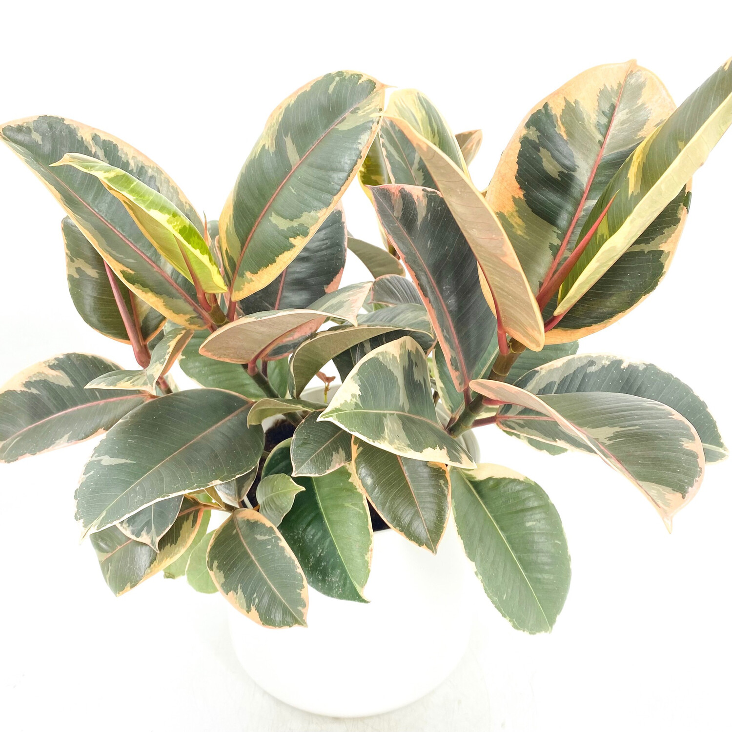 FICUS TINEKE