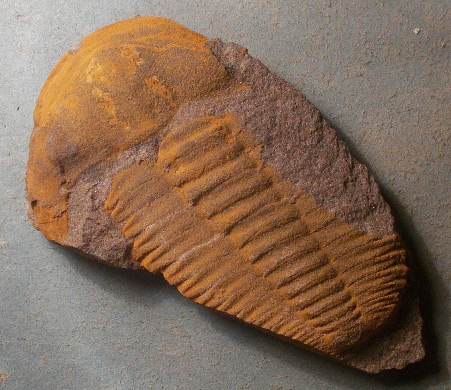 Good sized and rare Germaropyge germari; Middle Cambrian, Czech Republic
