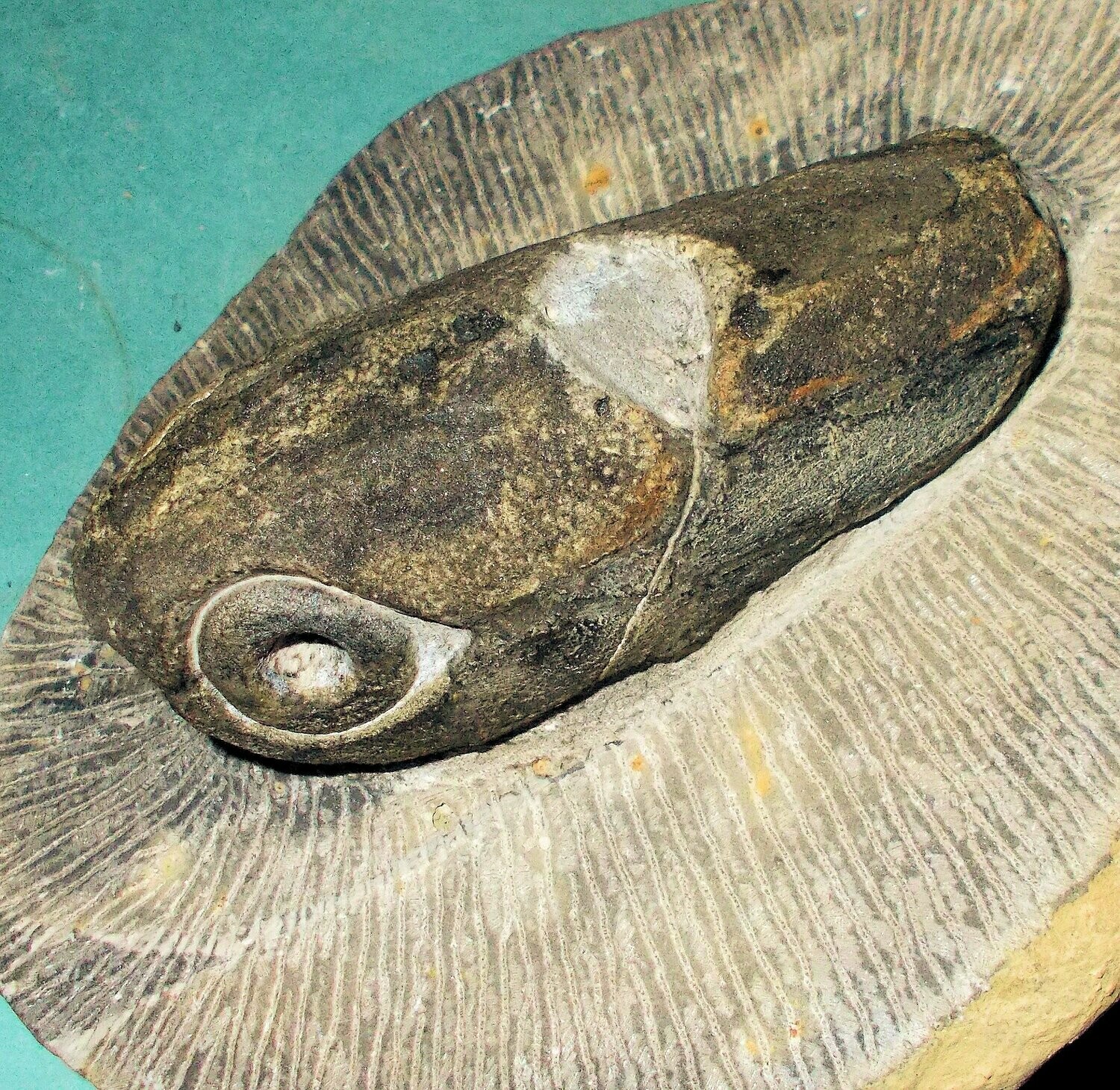 Essentially complete 10cm X 4cm dorsal headshield of Titanichthys ...