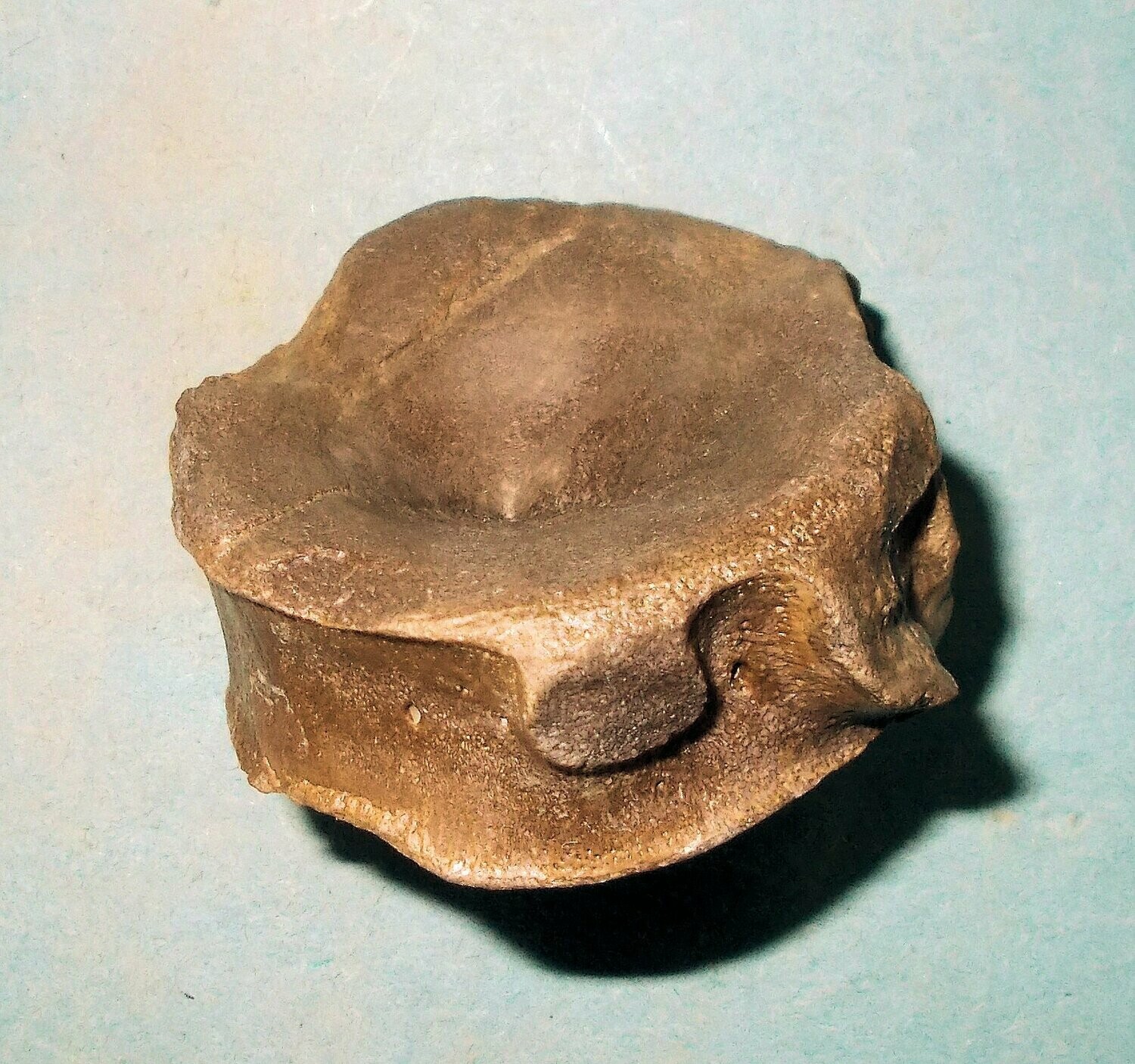 Fine 5cm diameter Ichthyosaur vertebra with excellent detail: Lower ...