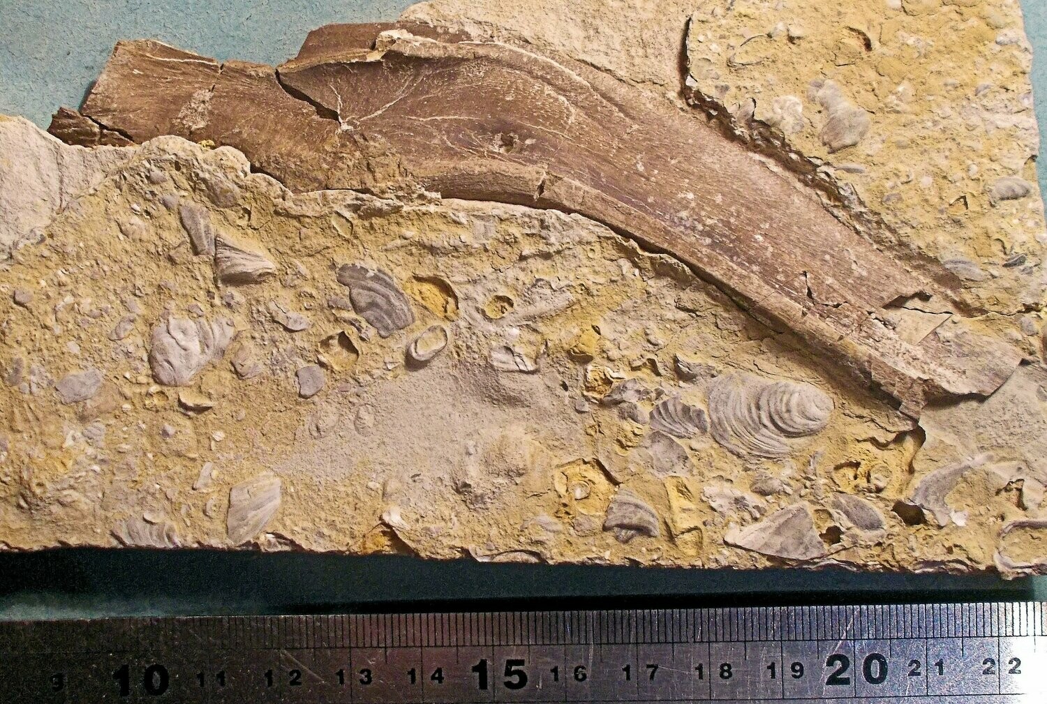 14cm Ichthyosaur rib bone from Lower Jurassic, Liassic of ...