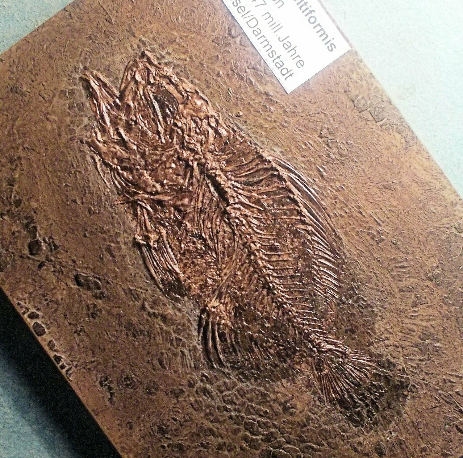 Beautiful 10.5cm complete Messel fish Amphiperca multiformis: Middle ...