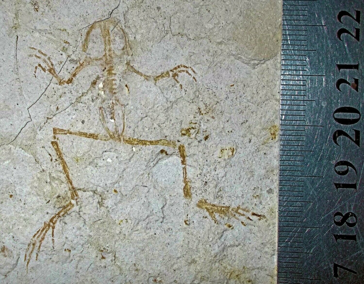 Superb and complete 6cm Cretaceous frog Genibatrachus baoshanensis from ...