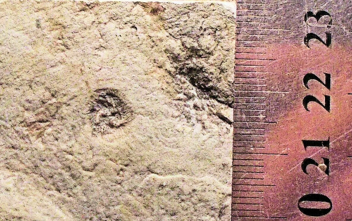 Fine and rare complete Tribrachidium heraldicum and Pseudorhizostomites ...