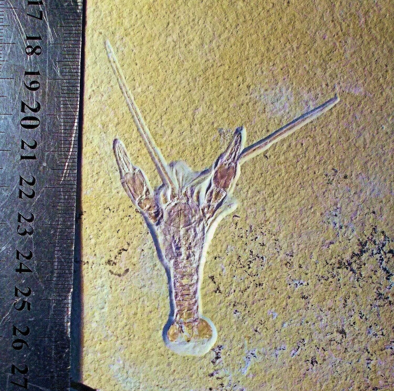 Excellent 9cm complete lobster Eryma modestiformis with fine antennae ...