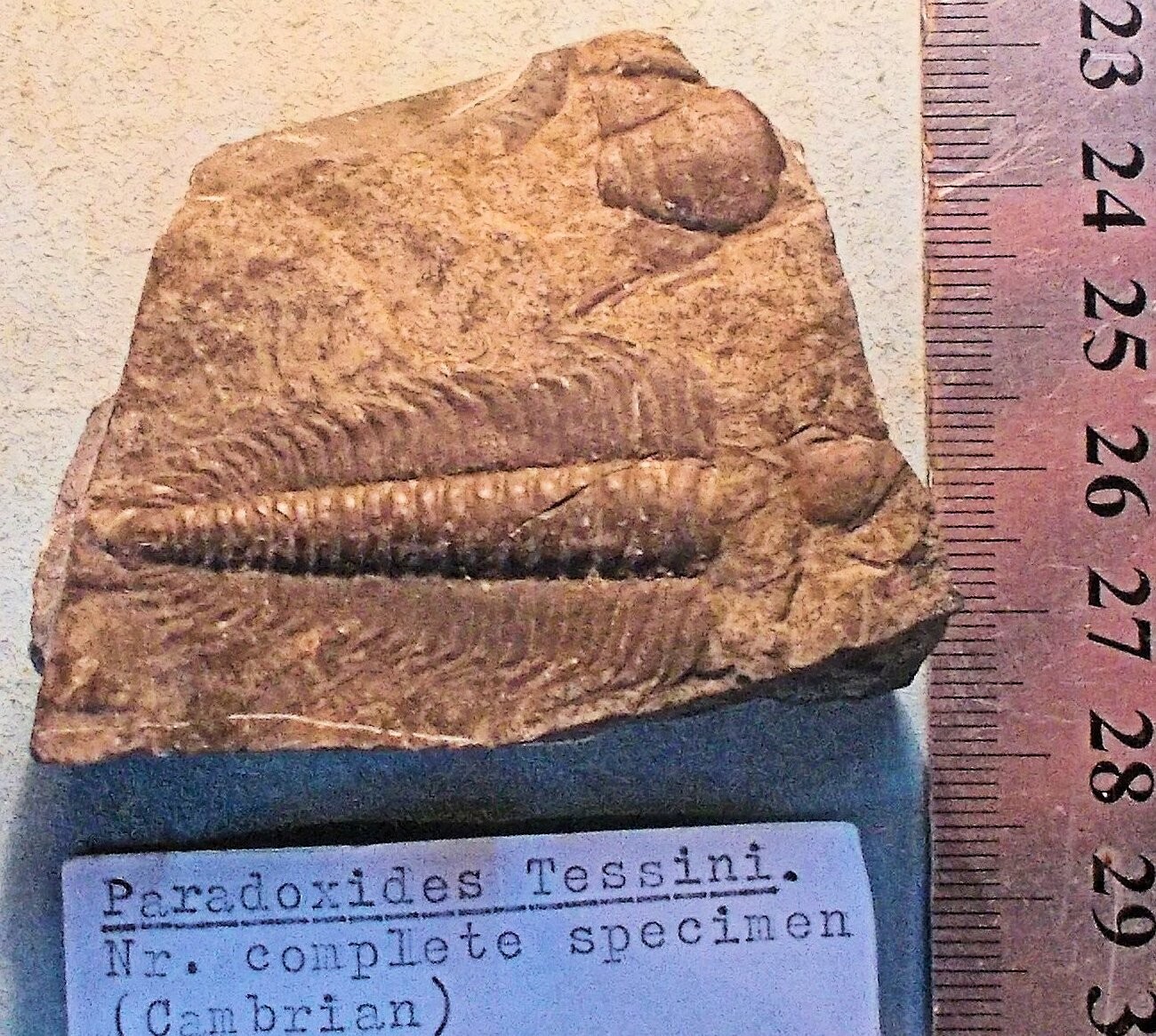 Rare sharply preserved Paradoxides tessini exuviae: Middle Cambrian ...