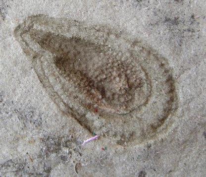 Pre-Cambrian; Vendian