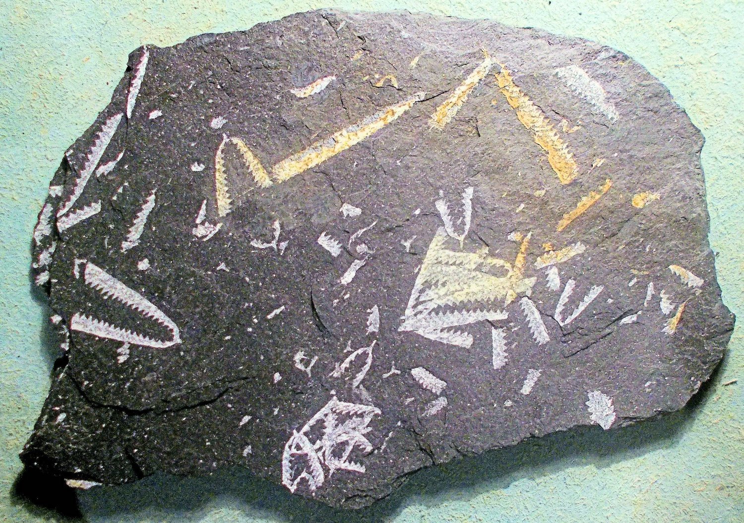 Fine multiple Didymograptus murchisoni graptolite; Llanvirn Series ...