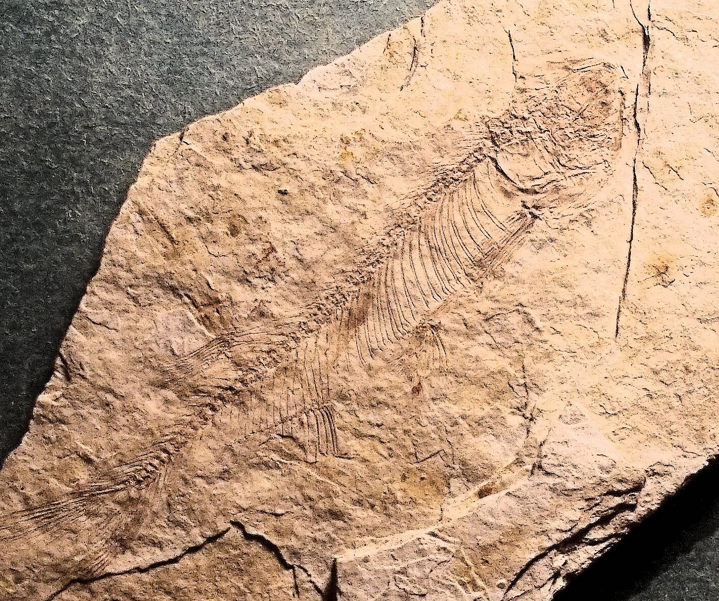 Fine 7cm complete Lycoptera davidi from Cretaceous of Laioning, China.