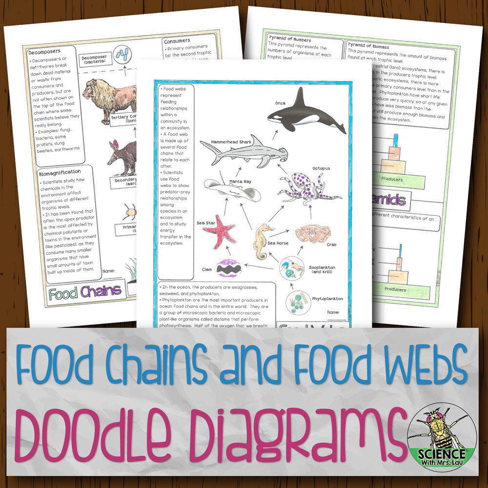 Food Webs and Food Chains Doodle Diagrams | Store - Science and Math ...