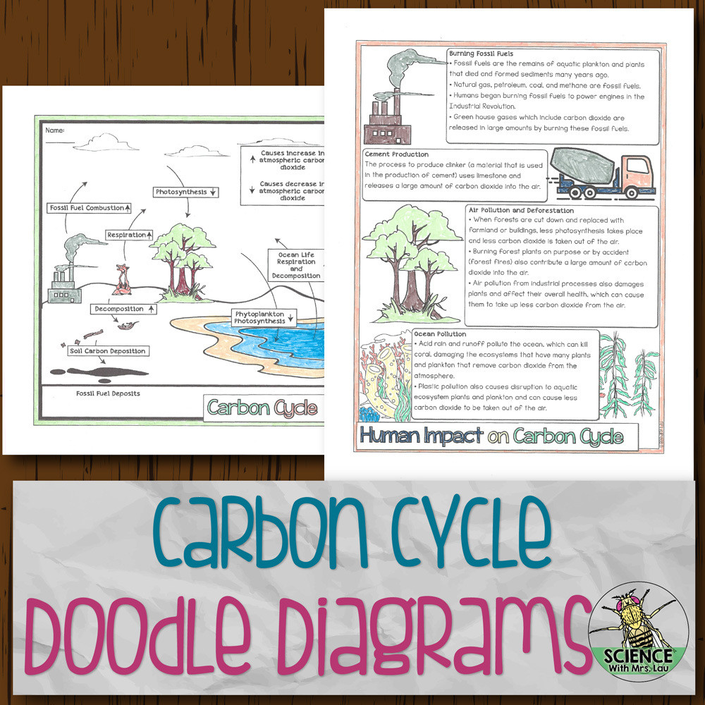 Carbon Cycle Doodle Diagrams | Store - Science and Math with Mrs. Lau