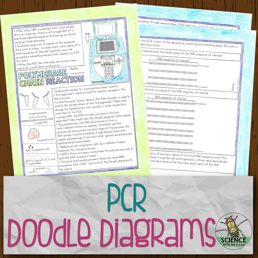 Polymerase Chain Reaction PCR Doodle Diagram Notes | Store - Science ...