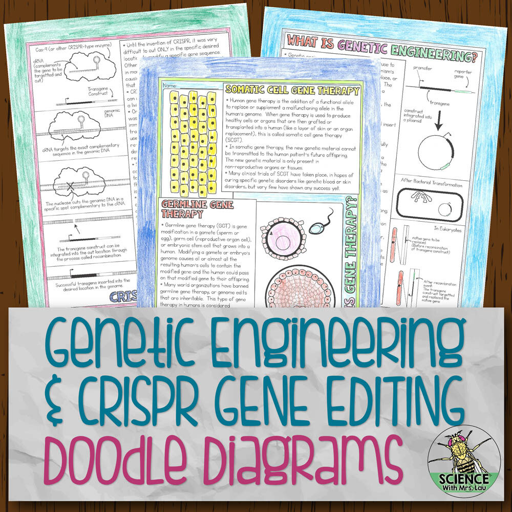 Genetic Engineering and CRISPR Doodle Diagram Notes | Store - Science ...