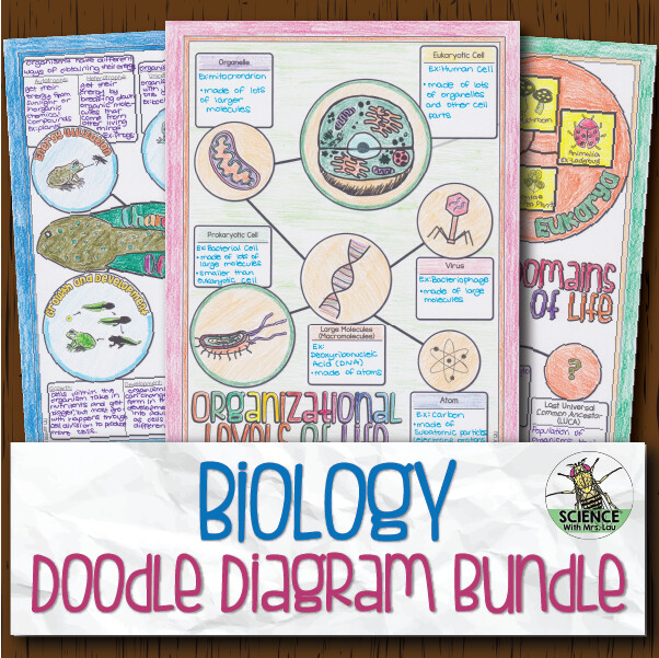 Biology Doodle Diagrams Bundle | Store - Science and Math with Mrs. Lau