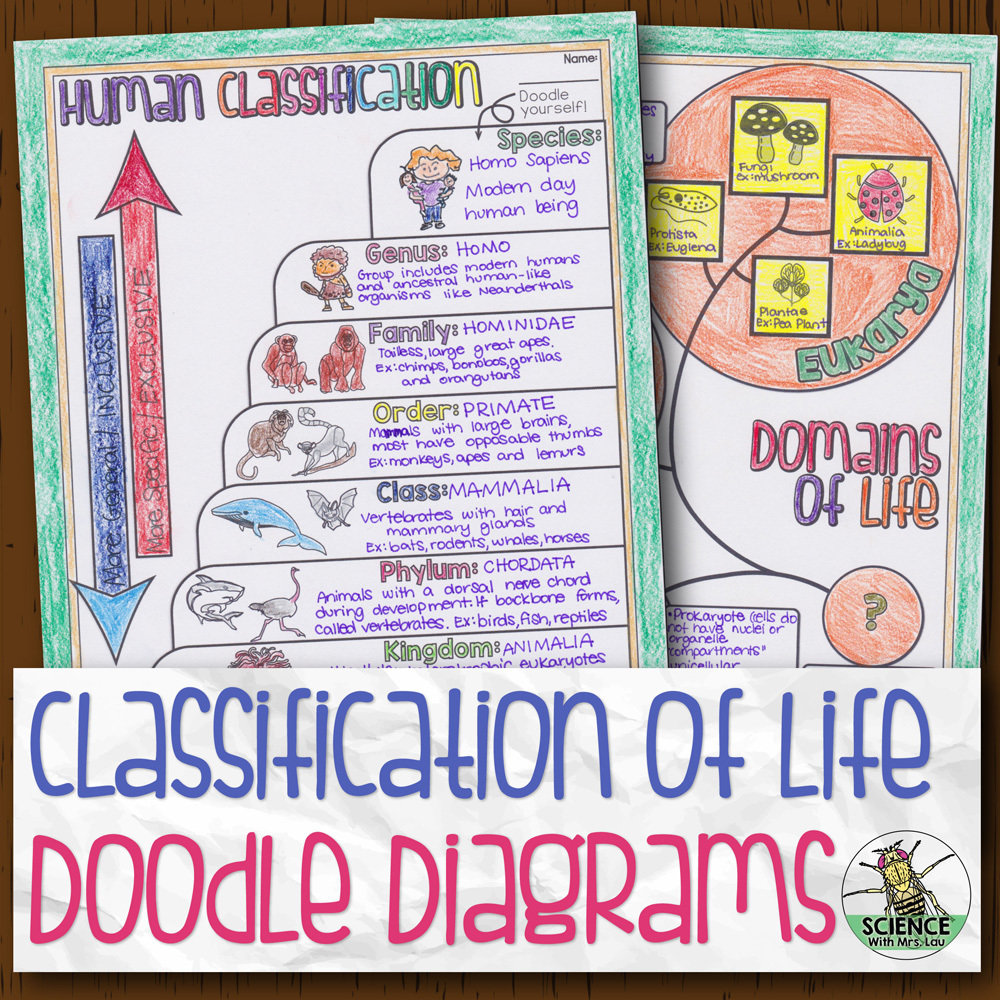 Classification of Life Doodle Diagram Notes | Store - Science and Math ...