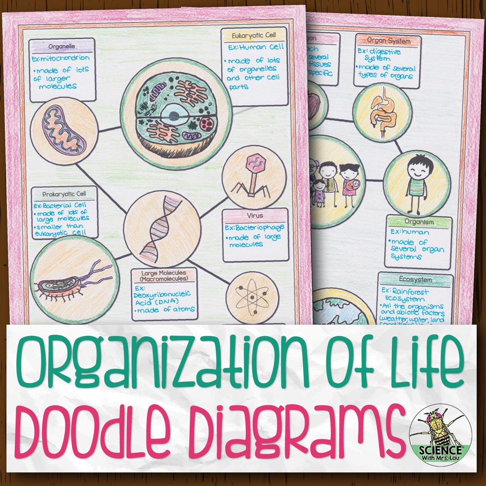 Organization of Life Biology Doodle Diagram | Store - Science and Math ...