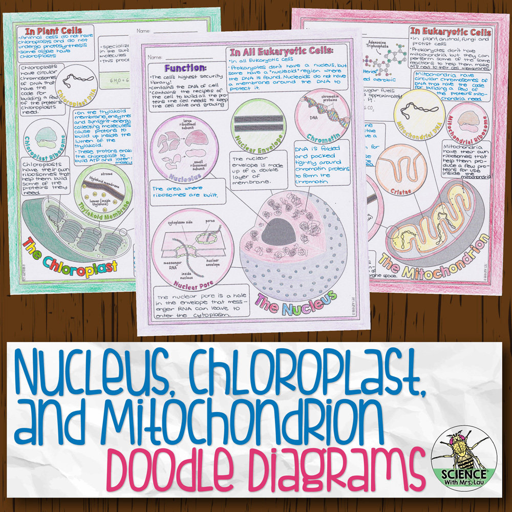Nucleus, Chloroplast, and Mitochondrion Doodle Diagram Notes | Store ...