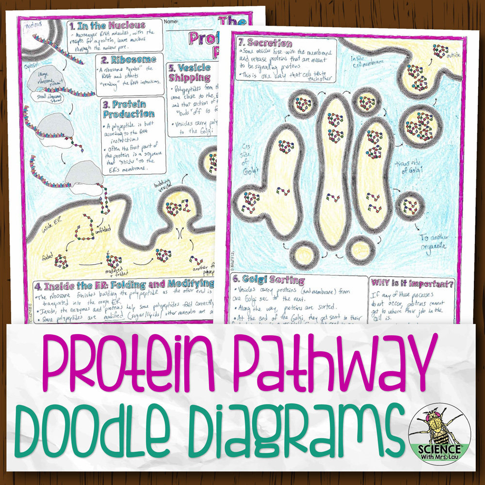 Protein Pathway Doodle Diagrams | Store - Science and Math with Mrs. Lau