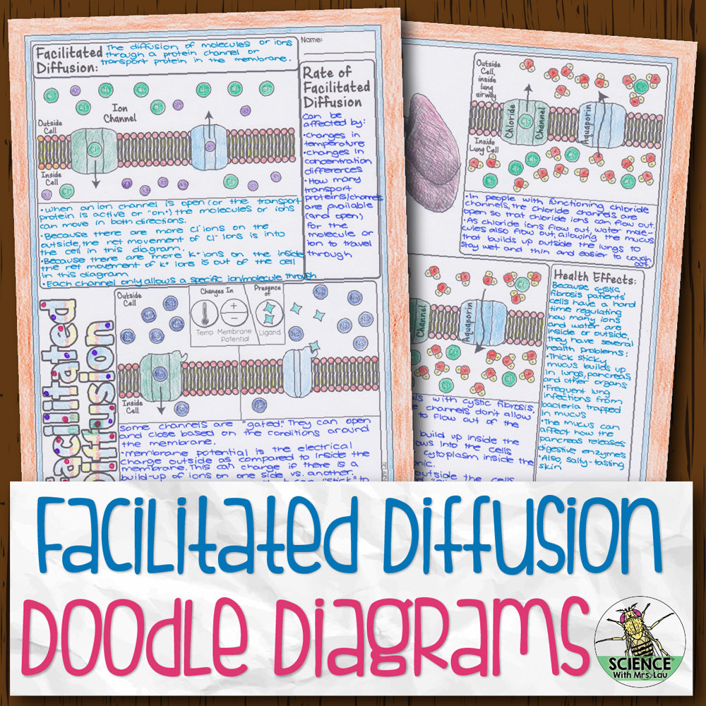 Facilitated Diffusion Doodle Diagrams | Store - Science and Math with ...