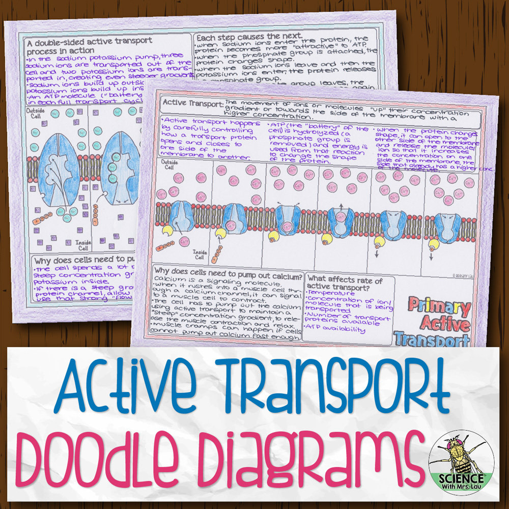 Active Transport Doodle Diagrams | Store - Science and Math with Mrs. Lau