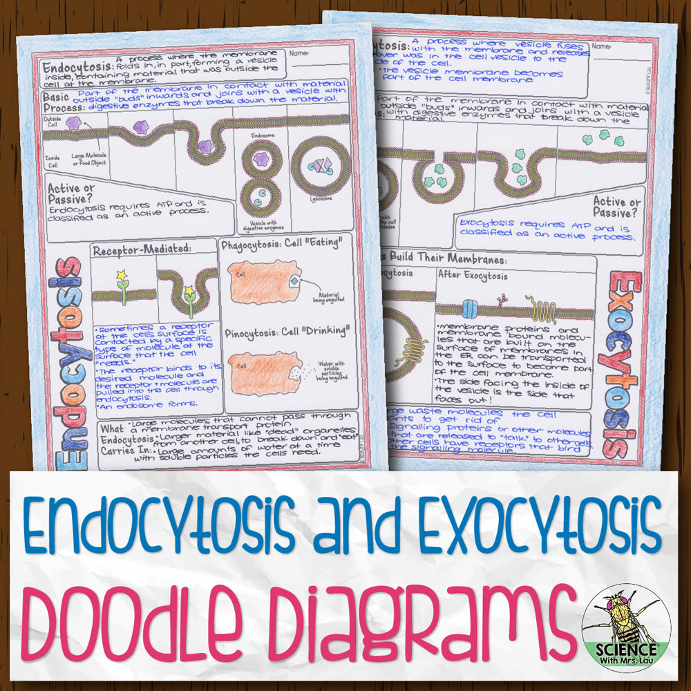 Endocytosis and Exocytosis Doodle Diagrams | Store - Science and Math ...