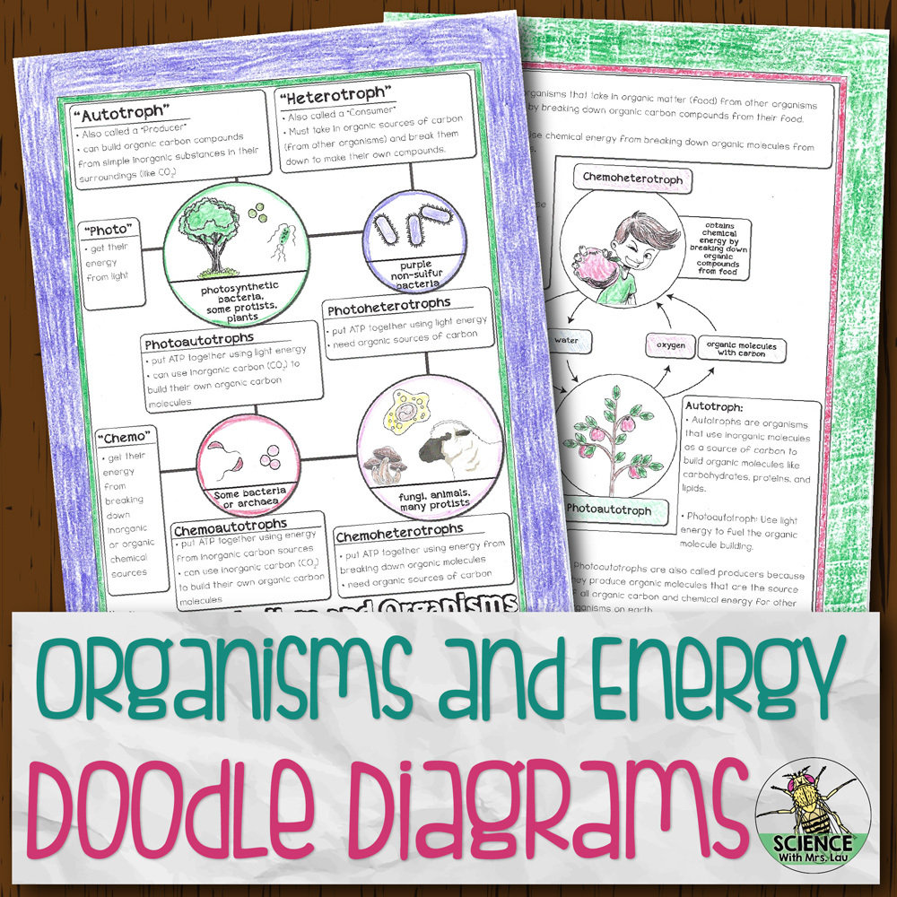 Organisms and Energy Doodle Diagrams | Store - Science and Math with ...