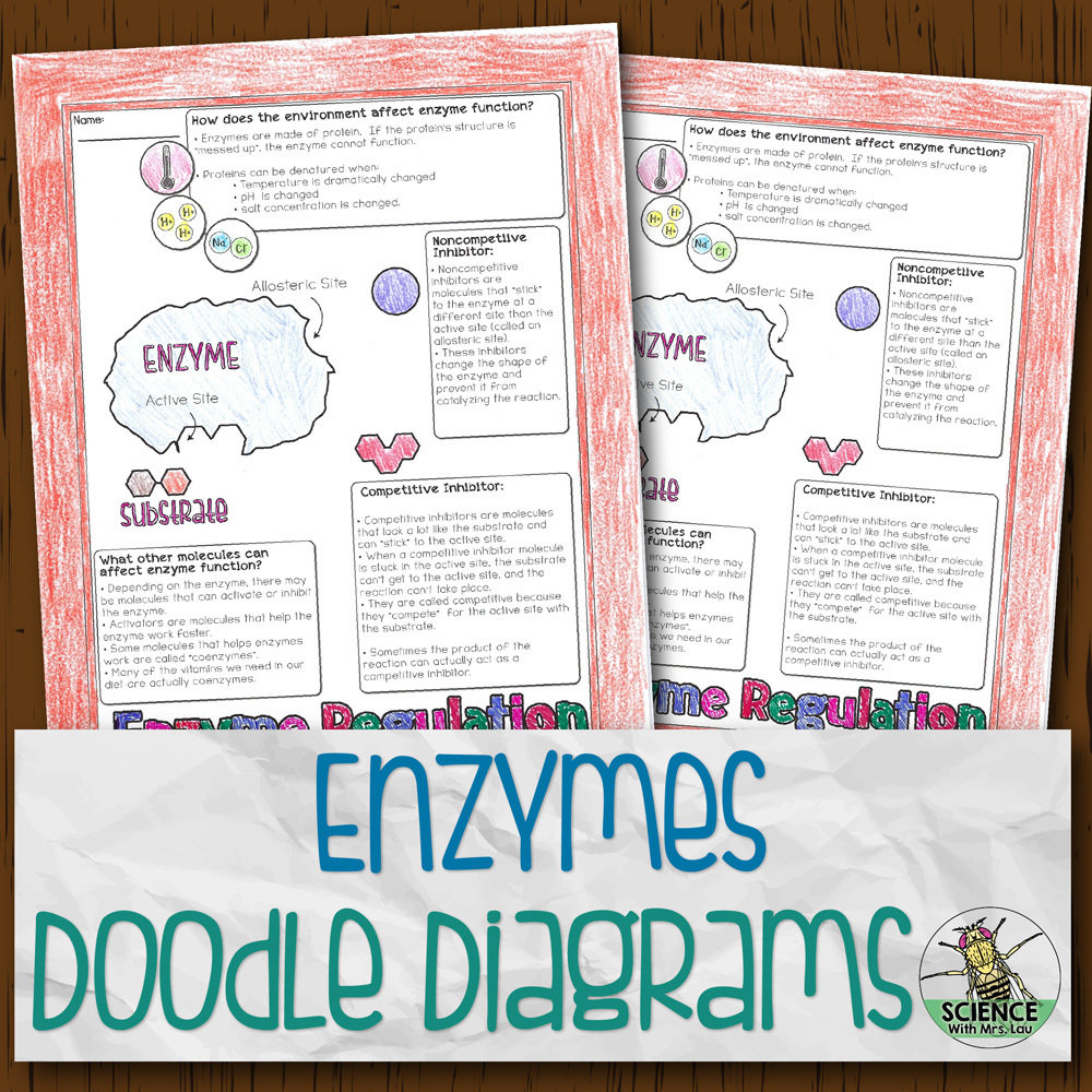 Enzymes Doodle Diagrams | Store - Science and Math with Mrs. Lau