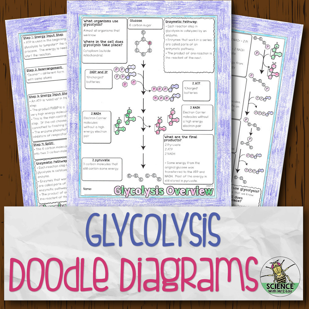 Glycolysis Doodle Diagrams | Store - Science and Math with Mrs. Lau