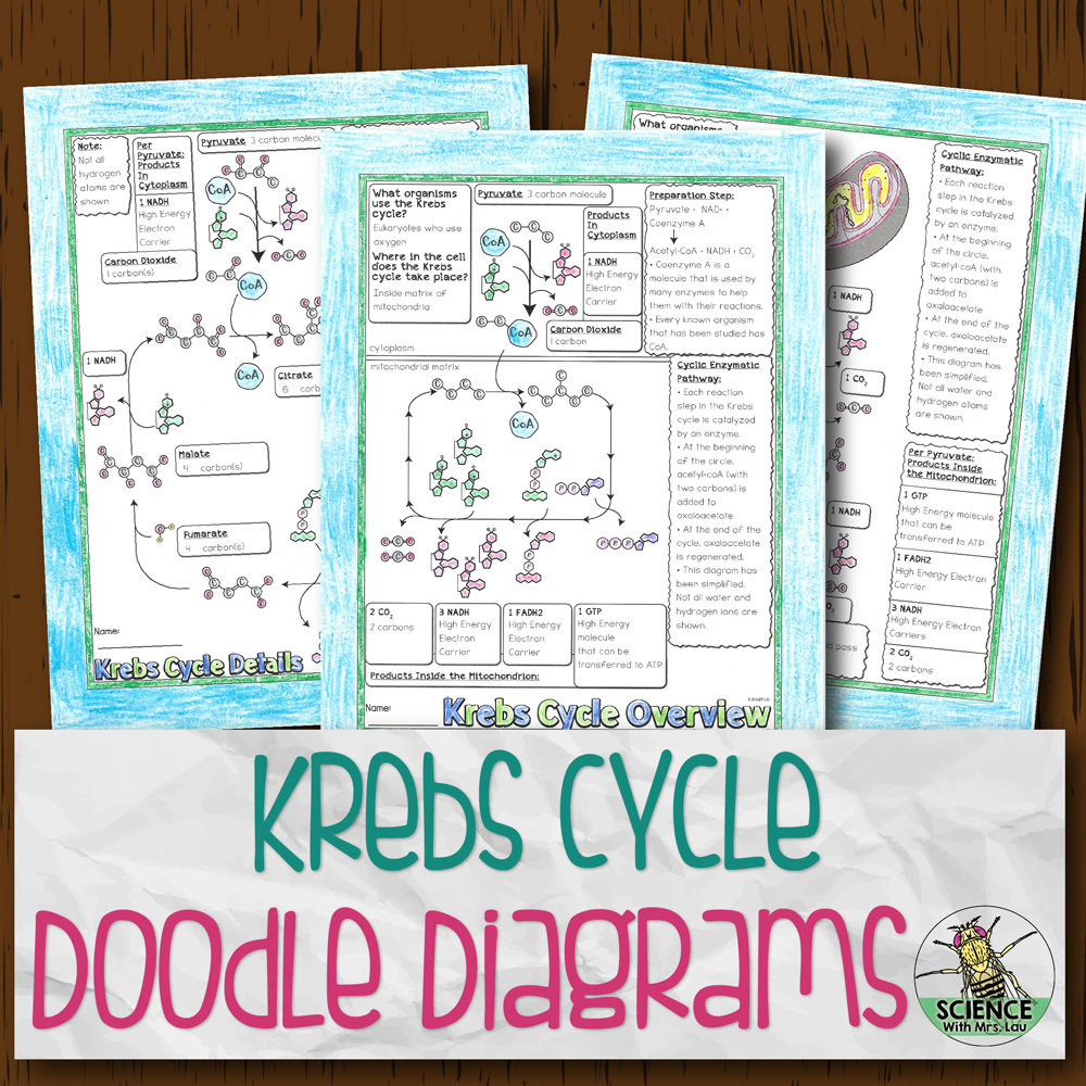 Krebs Cycle Doodle Diagrams | Store - Science and Math with Mrs. Lau