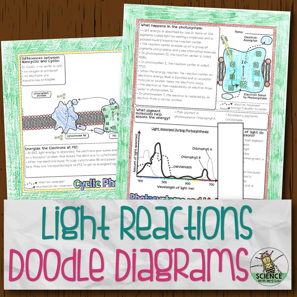 Light Dependent Reactions Doodle Diagrams | Store - Science and Math ...