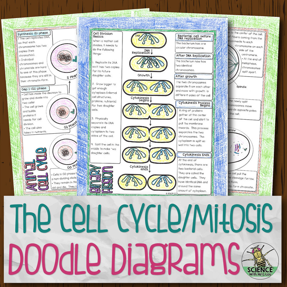 The Cell Cycle Doodle Diagrams | Store - Science and Math with Mrs. Lau