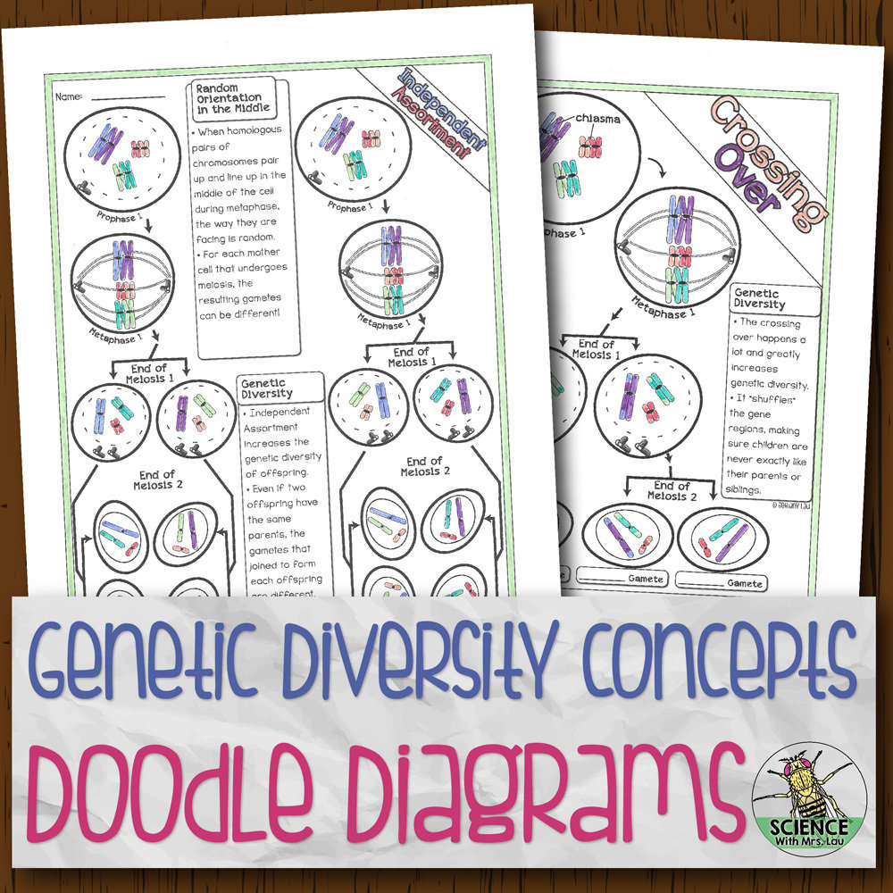 Genetic Diversity Doodle Diagrams | Store - Science and Math with Mrs. Lau