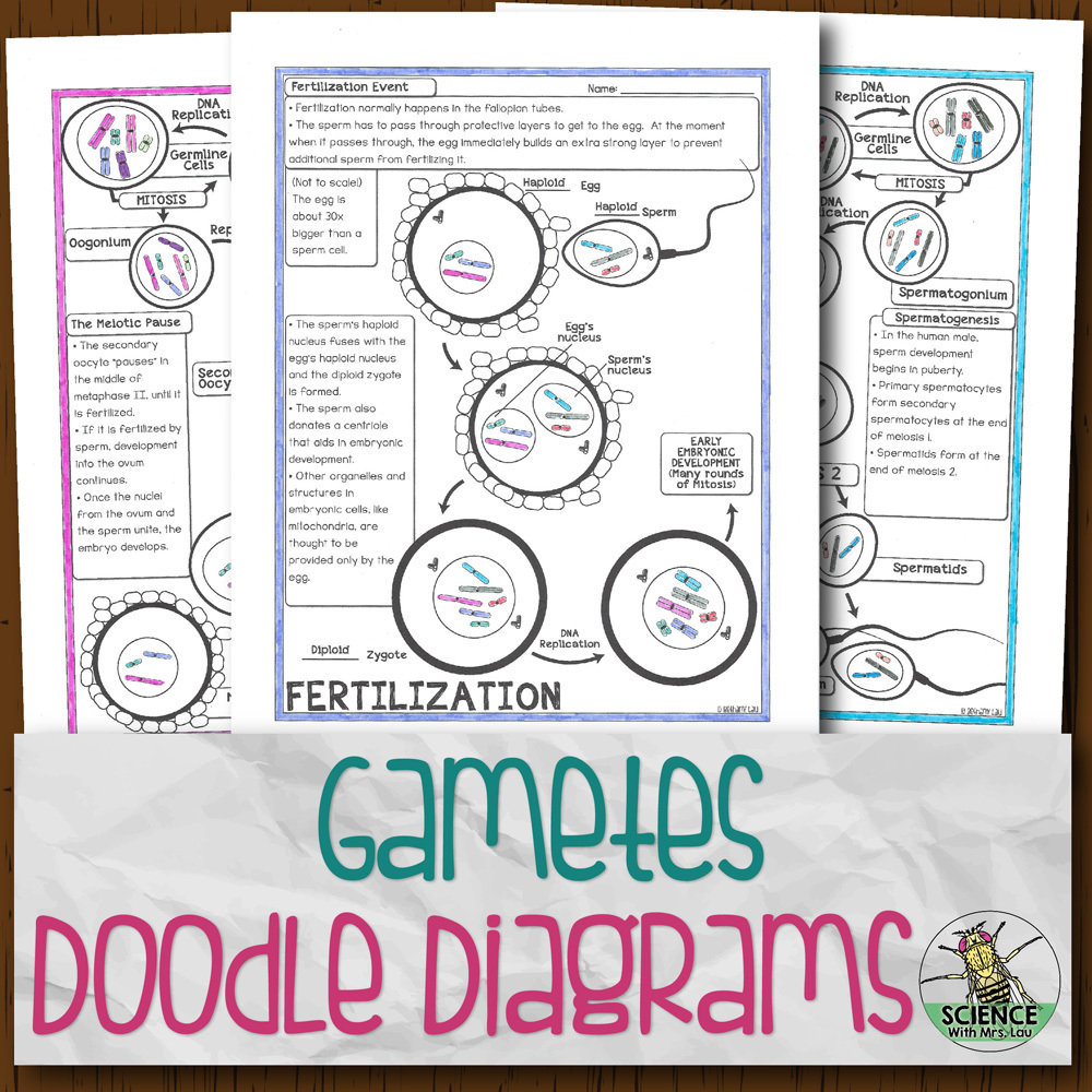 Gametes and Fertilization Doodle Diagrams | Store - Science and Math ...