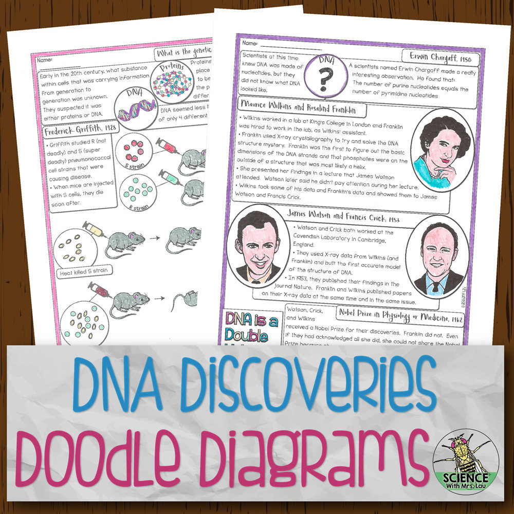 History of DNA Doodle Diagrams | Store - Science and Math with Mrs. Lau