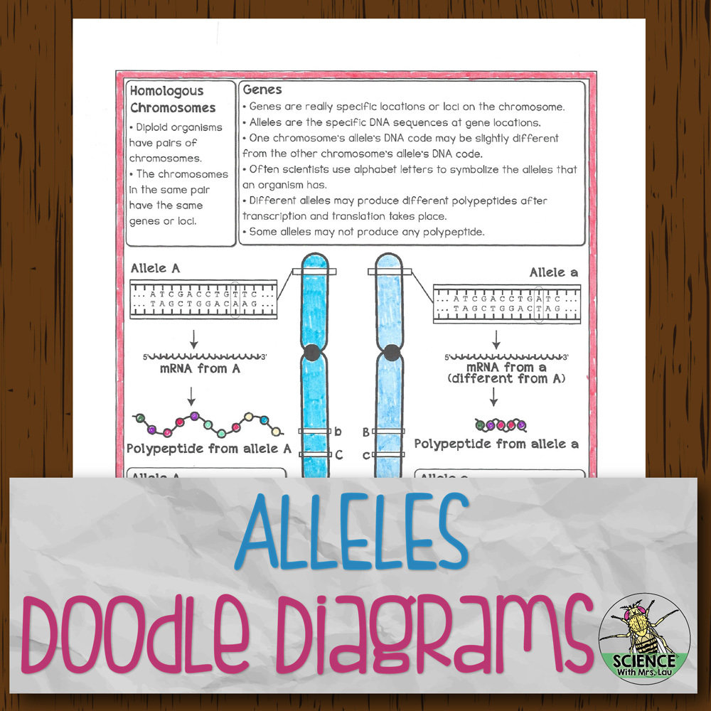 Alleles Doodle Diagram Notes | Store - Science and Math with Mrs. Lau
