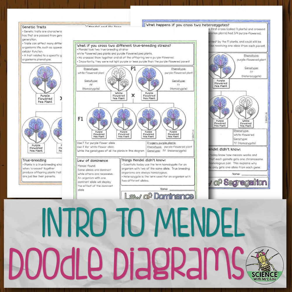 Intro to Mendel Doodle Diagrams | Store - Science and Math with Mrs. Lau